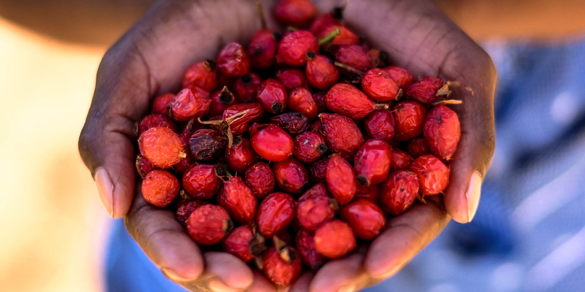 Rosehip Seed Oil: Your Key to a Radiant, Youthful Glow